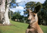 Five common misconceptions about Australia | Study in Australia